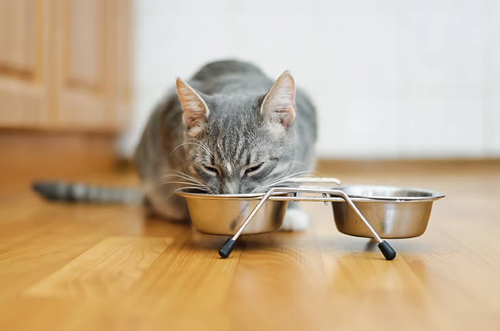 Jangan Asal Berikan Pisang pada Kucing, Ini Alasannya