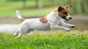 4 Trik Melatih Anjing agar Patuh sejak Kecil