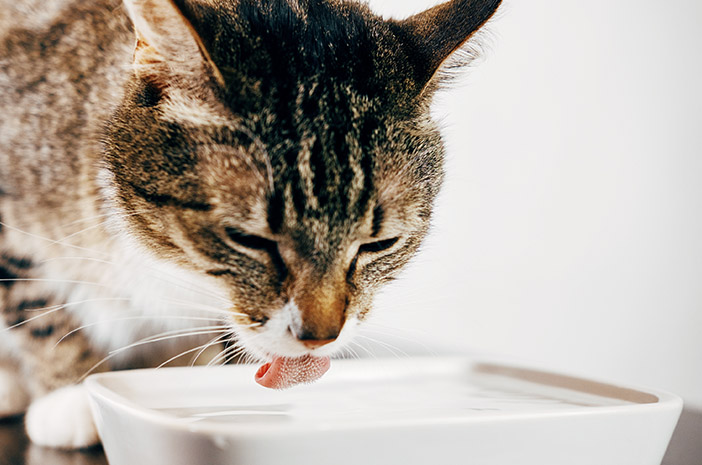 Mitos atau Fakta Kucing Tidak Suka Terkena Air?